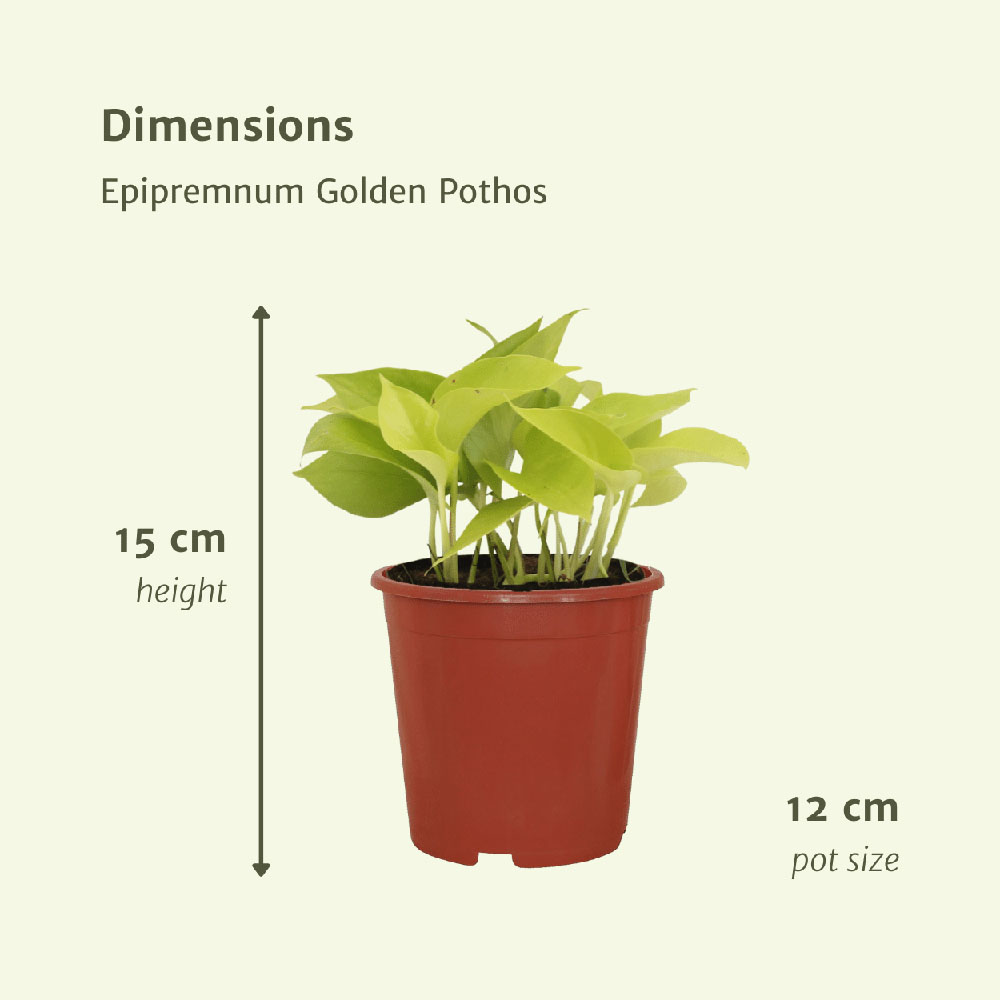 Epipremnum Golden Pothos - Scindapsus - 4 stuks - Ø12 - 15cm - Planttools